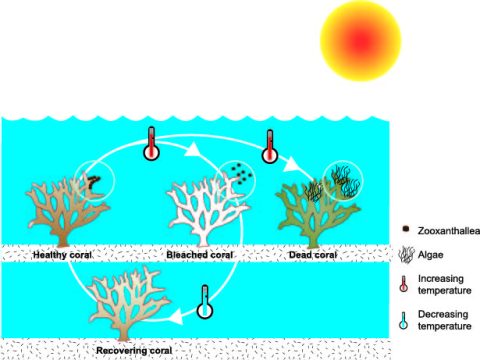 Coral Bleaching | Coral Watch
