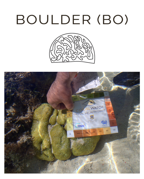 Using the Chart | Coral Watch