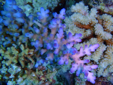 Using the Chart | Coral Watch