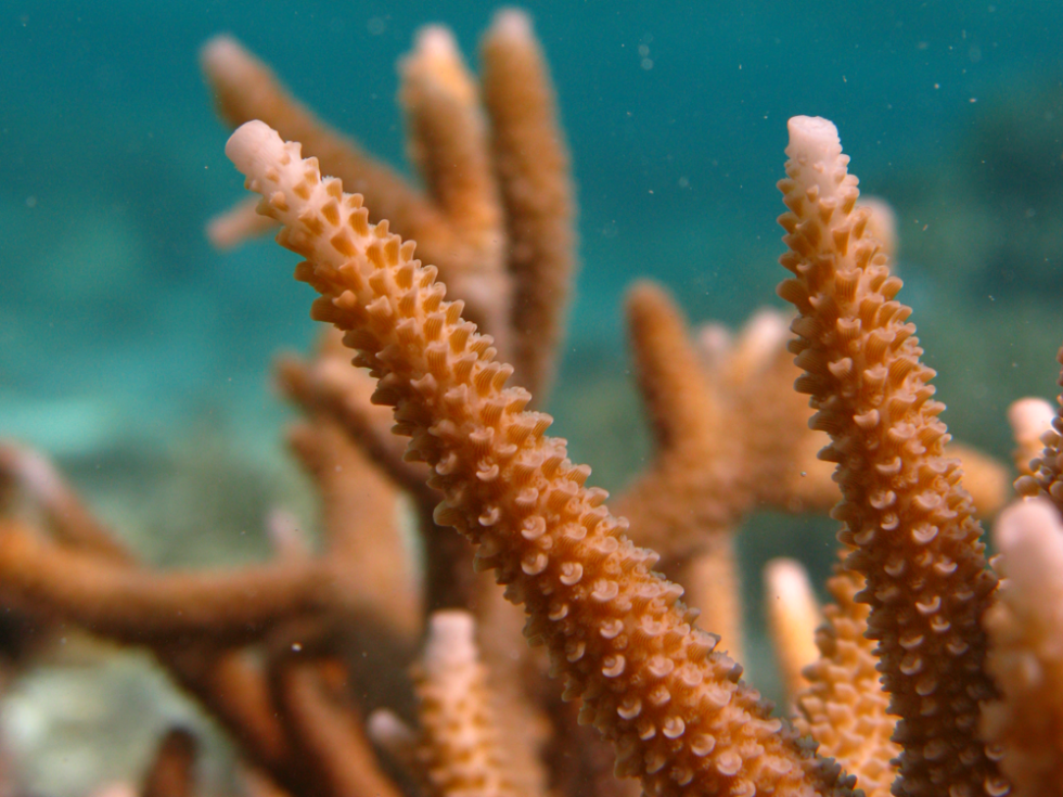 Using the Chart | Coral Watch