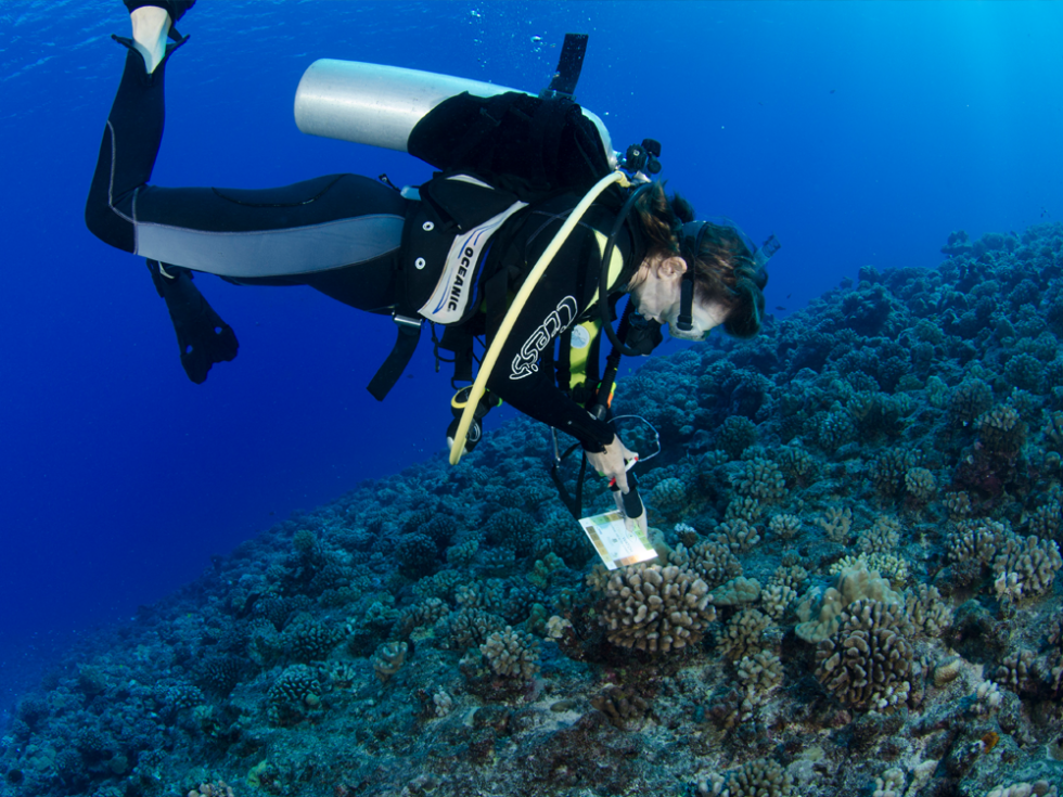 Using the Chart | Coral Watch