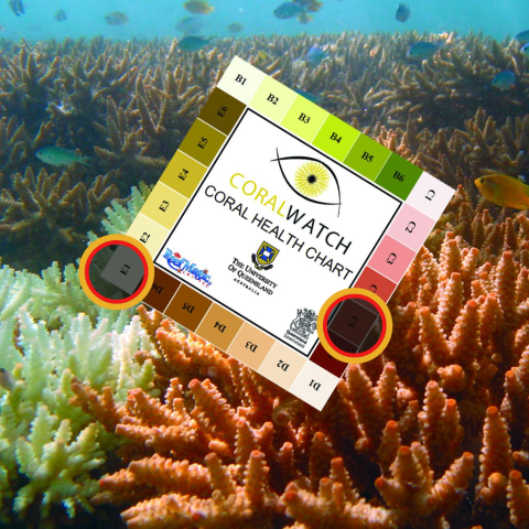 Using the Chart | Coral Watch
