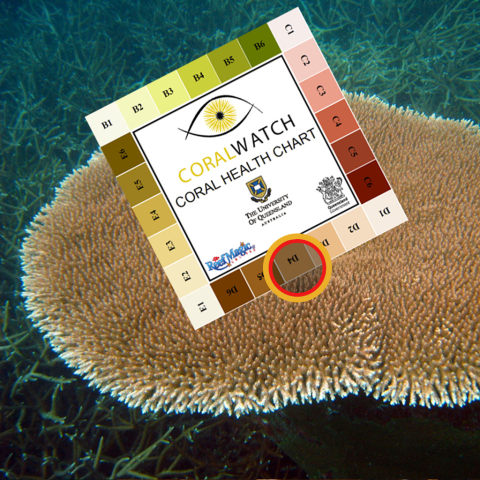 Using the Chart | Coral Watch