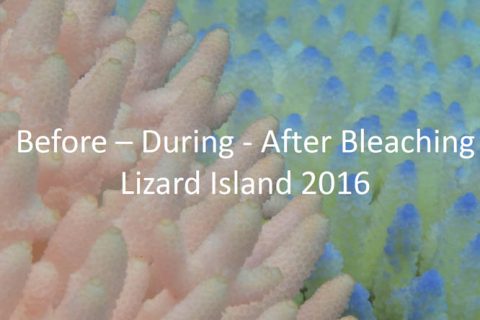 Education/Overview | Coral Watch