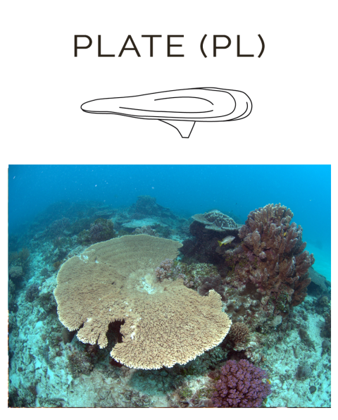 Using the Chart | Coral Watch