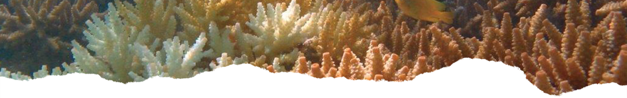 About/CoralWatch | Coral Watch