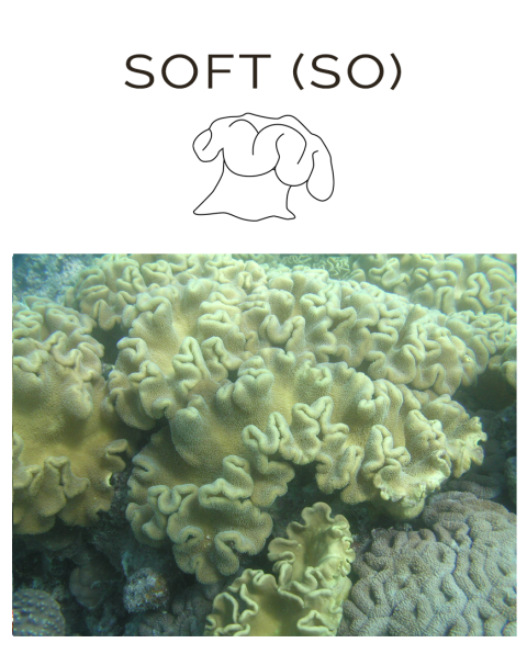 Using the Chart | Coral Watch