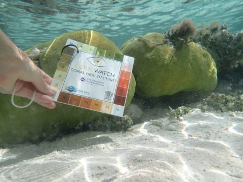 Corals are Cool and Crucial | Coral Watch